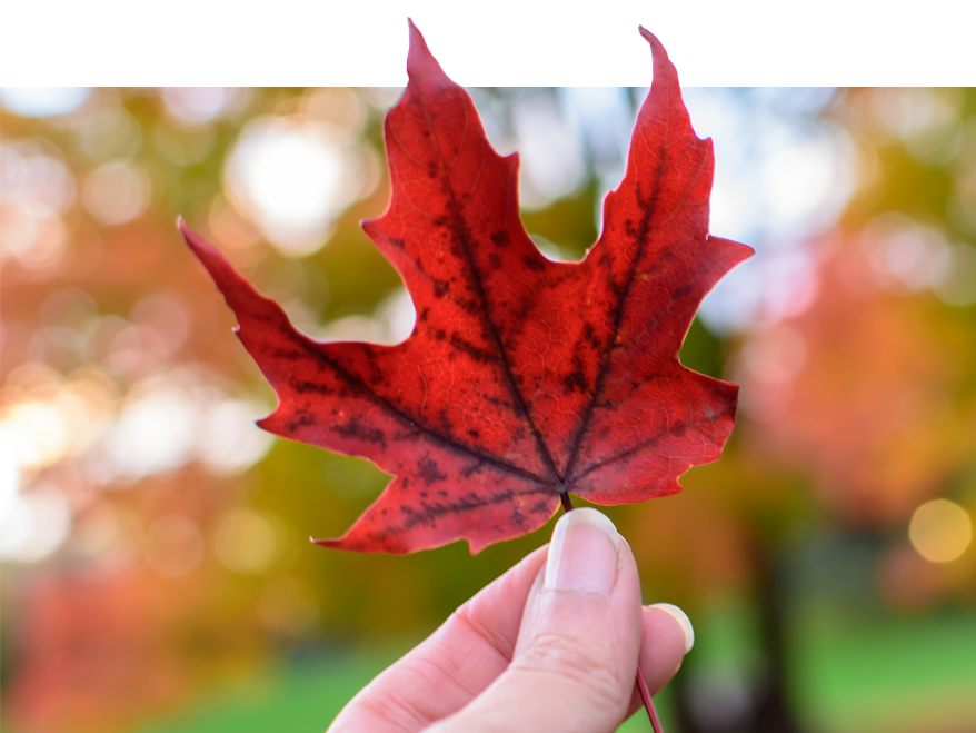 High-Speed Internet Provider in Rural Canada | Xplore